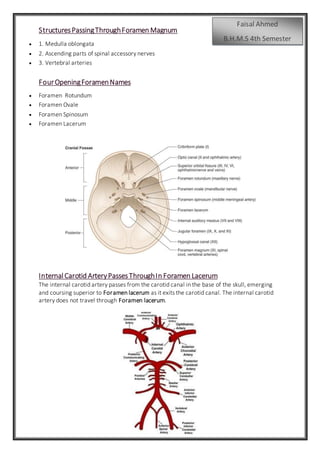 Foramen Magnum Spinal Cord