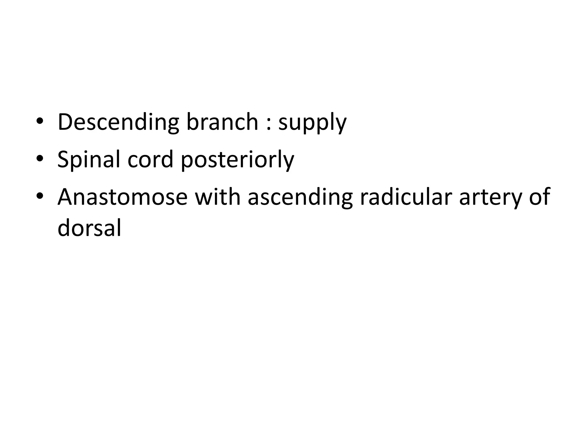 FORAMEN MAGNUM ANATOMY.pptx