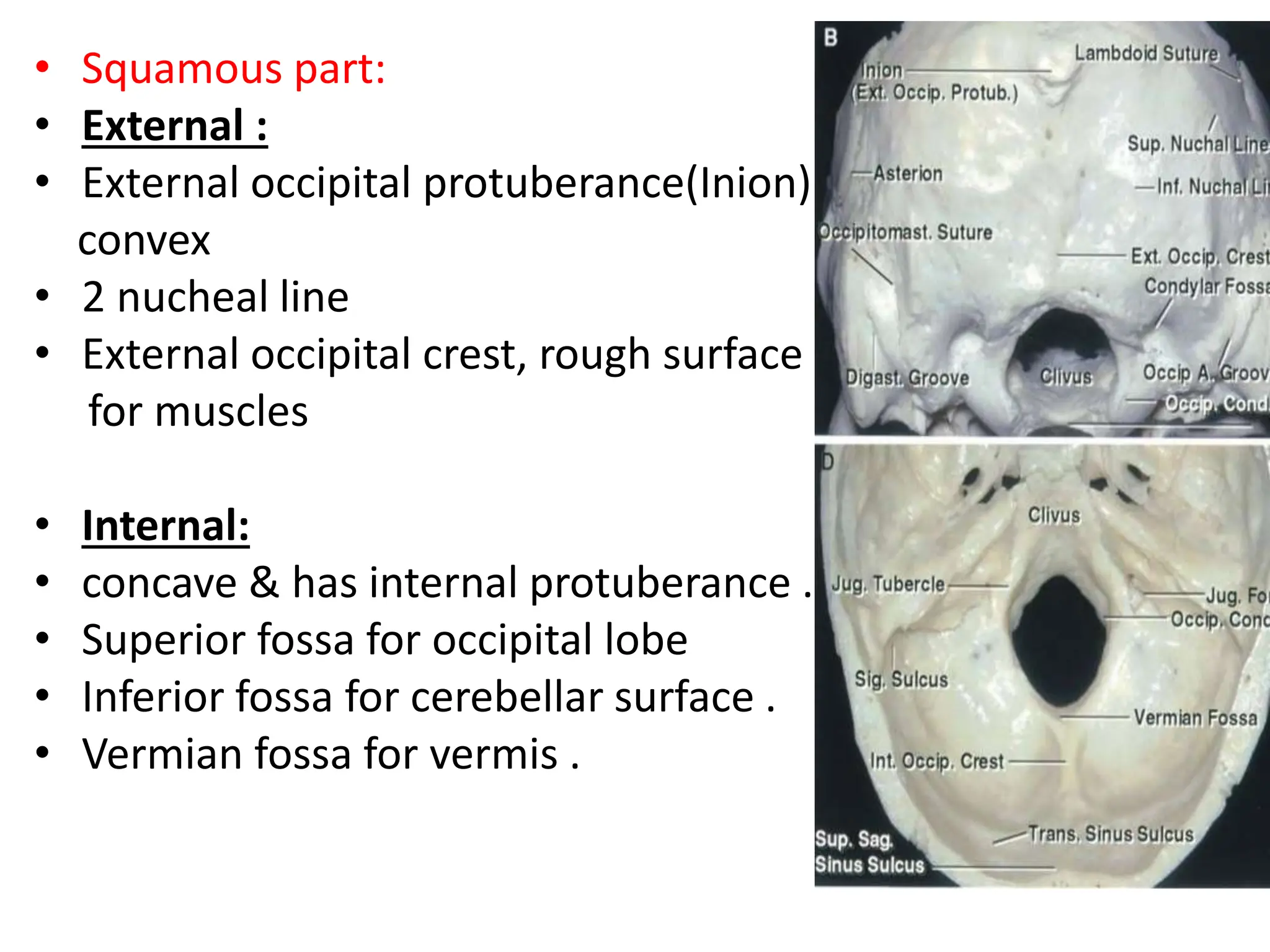 FORAMEN MAGNUM ANATOMY.pptx