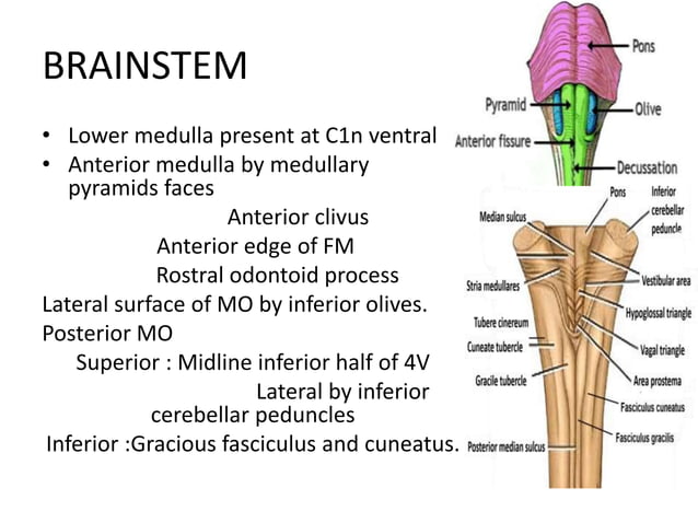 FORAMEN MAGNUM ANATOMY.pptx | Death, Injury, or Military Conflict ...