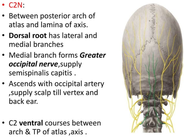 FORAMEN MAGNUM ANATOMY.pptx | Death, Injury, or Military Conflict ...