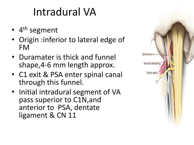 FORAMEN MAGNUM ANATOMY.pptx | Death, Injury, or Military Conflict ...