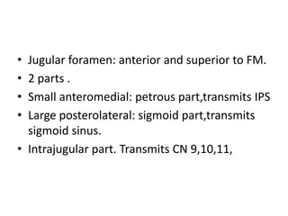 FORAMEN MAGNUM ANATOMY.pptx