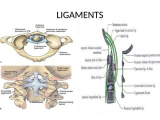 FORAMEN MAGNUM AND ITS SURROUNDING STRUCTURES.pptx