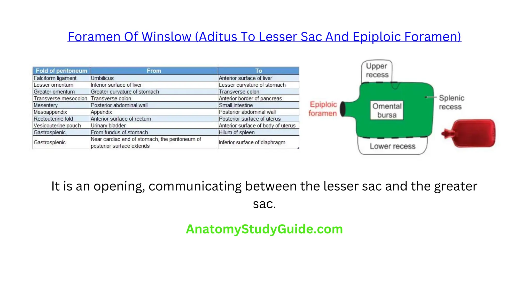 Foramen of Winslow (aditus to lesser sac, epiploic foramen) | PPTX