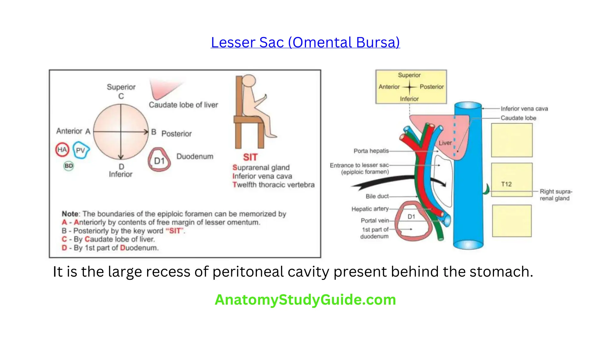 Foramen of Winslow (aditus to lesser sac, epiploic foramen) | PPTX