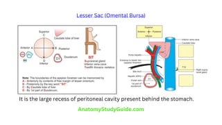 Foramen of Winslow (aditus to lesser sac, epiploic foramen) | PPTX