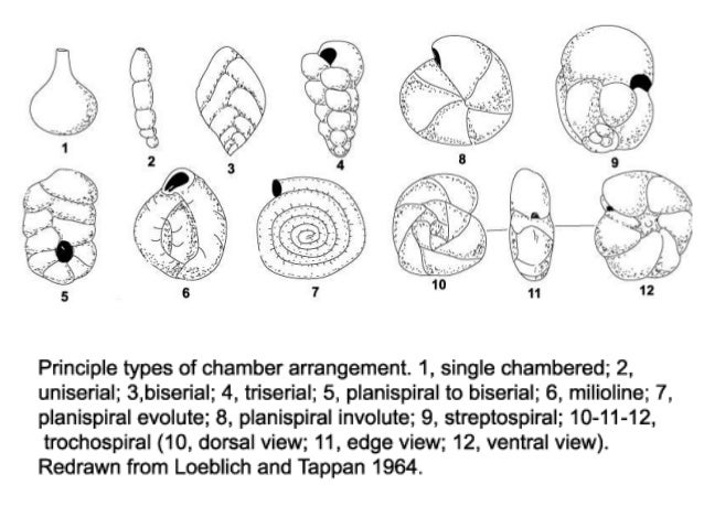 Foraminiferans Diagram