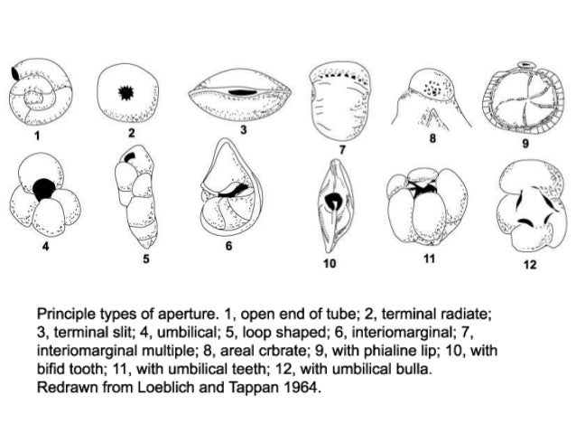 Foraminifera , micro fossil