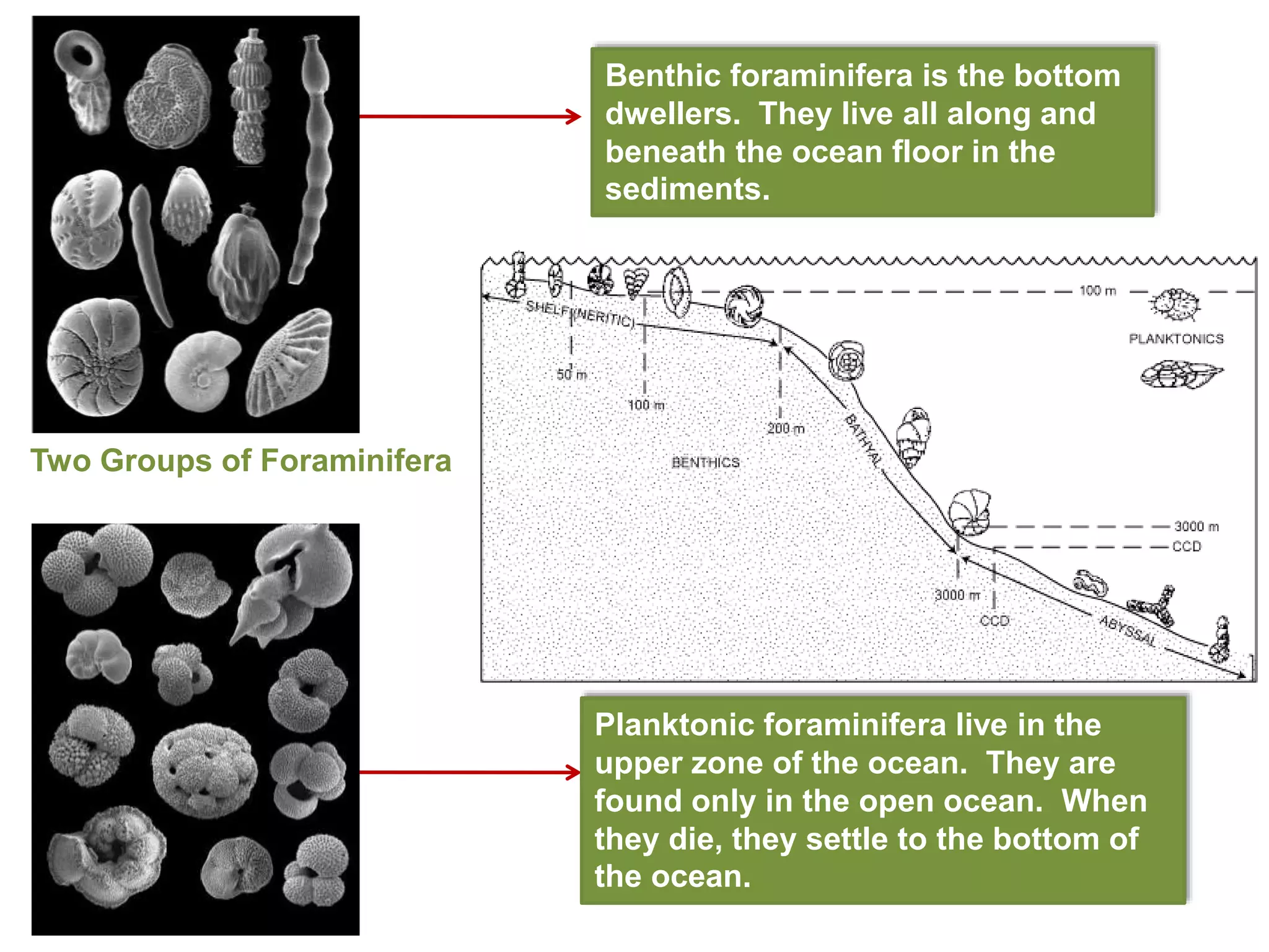Foraminifera and its Applications | PPTX