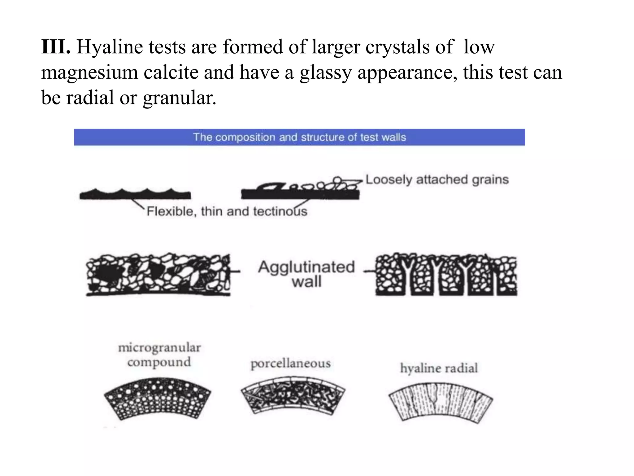 Foraminifera and its Applications | PPTX