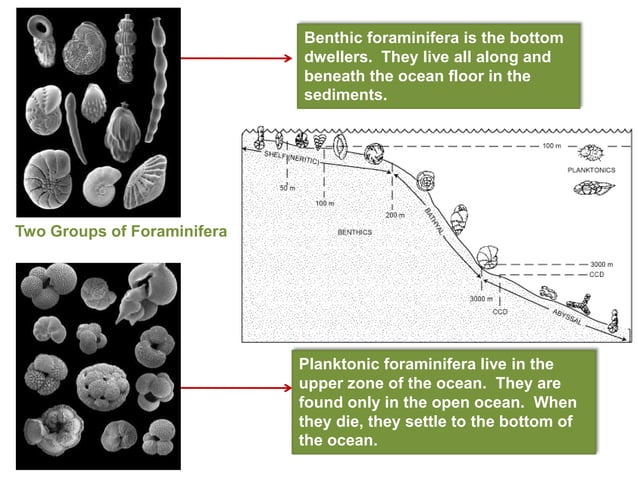 Foraminifera and its Applications | PPTX | Geography | Science