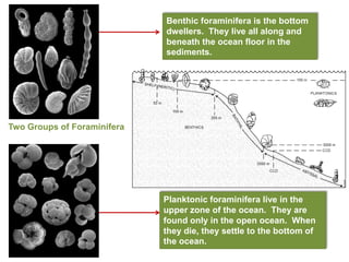 Foraminifera Under Microscope Labeled