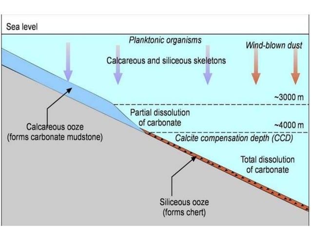 Foraminifera (Foram) and It's Application.pptx