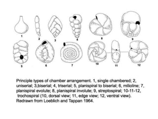 Foraminifera (Foram) and It's Application.pptx