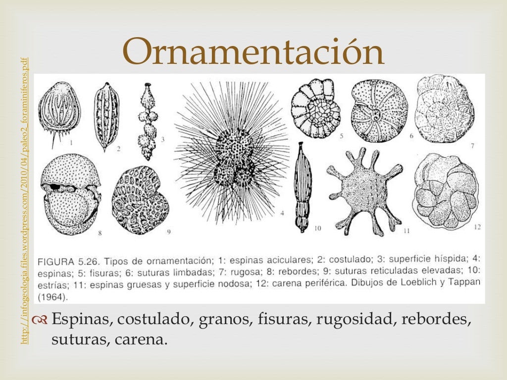Foraminifera