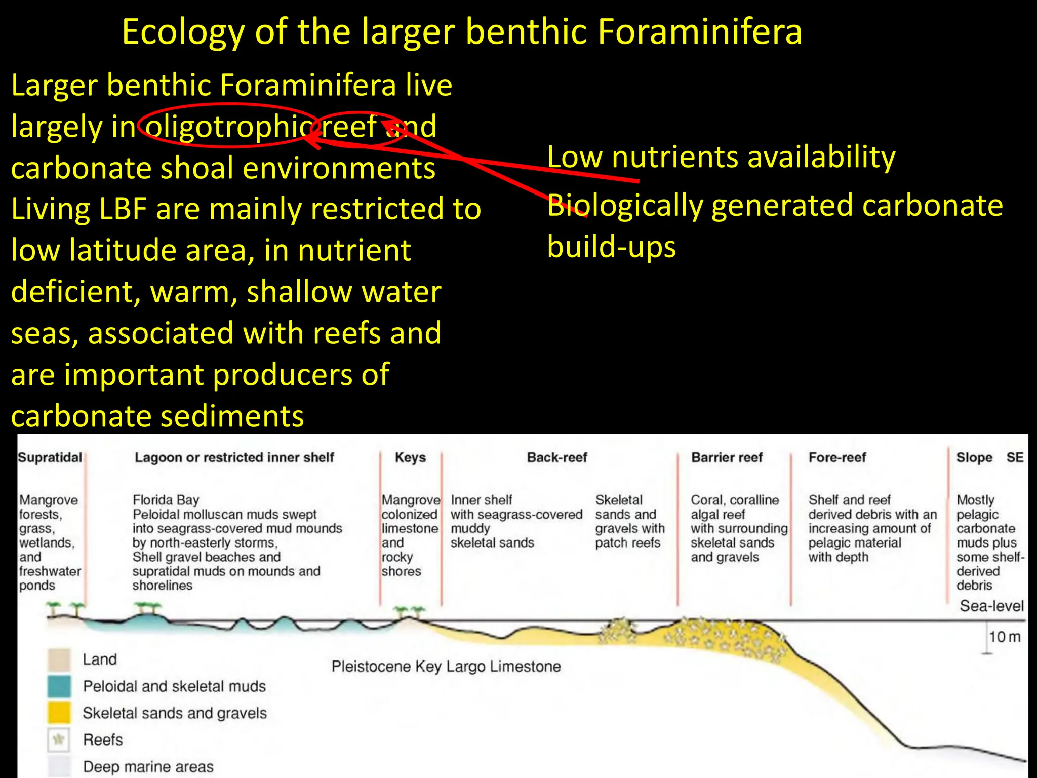foraminifera micro-paleontology micro fossil | PDF