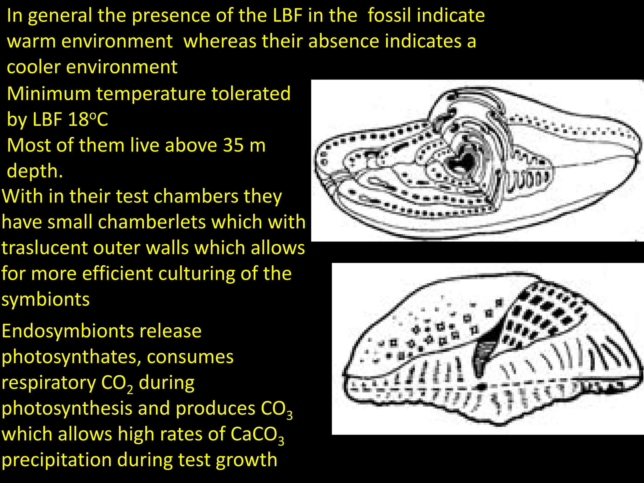 foraminifera micro-paleontology micro fossil | PDF