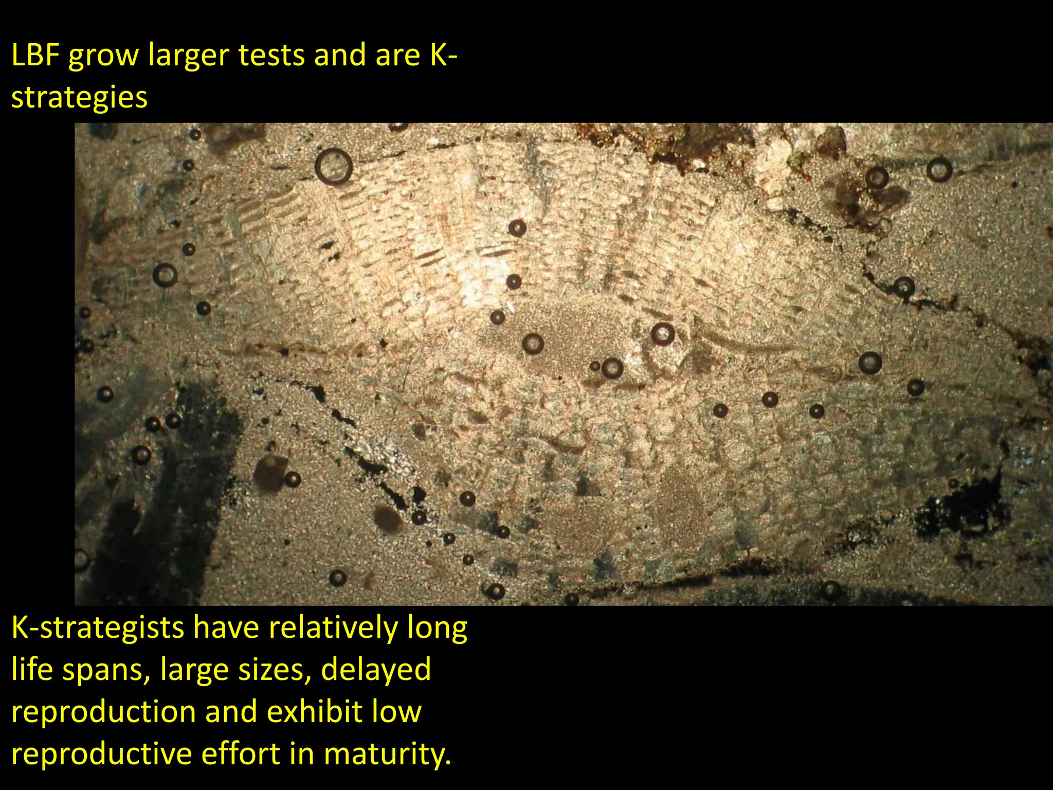 foraminifera micro-paleontology micro fossil | PDF