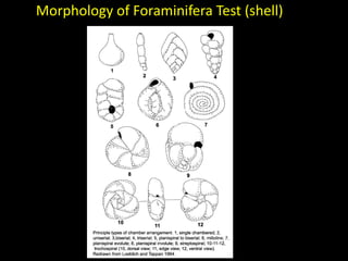 foraminifera micro-paleontology micro fossil | PPT