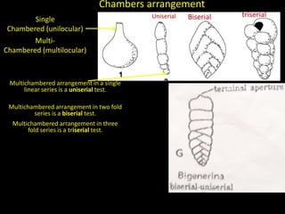 foraminifera micro-paleontology micro fossil | PPT