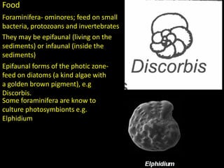foraminifera micro-paleontology micro fossil | PPT