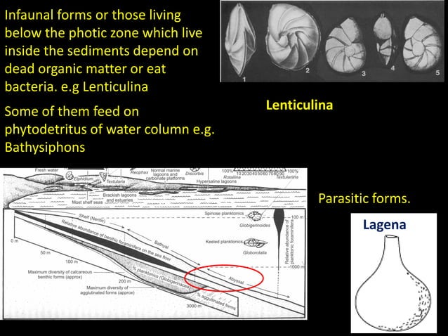 foraminifera micro-paleontology micro fossil | PPT