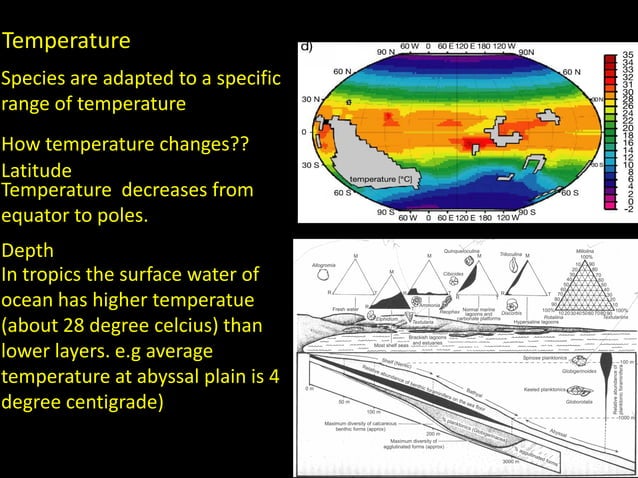 foraminifera micro-paleontology micro fossil | PPT
