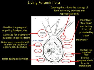 foraminifera micro-paleontology micro fossil | PPT