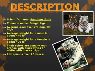 bengal tiger | PPTX | Large Animals | Pets