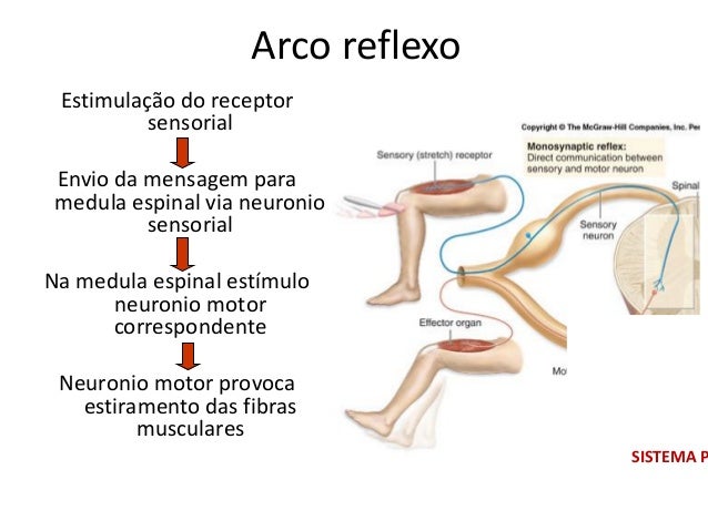 Força reflexos 17