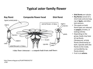 Forbs species with audio | PPT