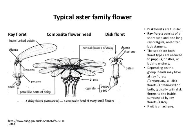 Forbs species with audio