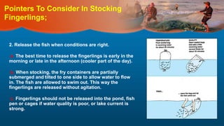 Fish nurseries | PPTX