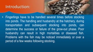 Fish nurseries | PPTX