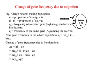 Forces_Changing_Gene__ genetics and breeding.pptx