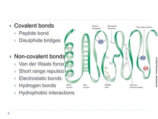 Forces stabilising structure of proteins | PPTX