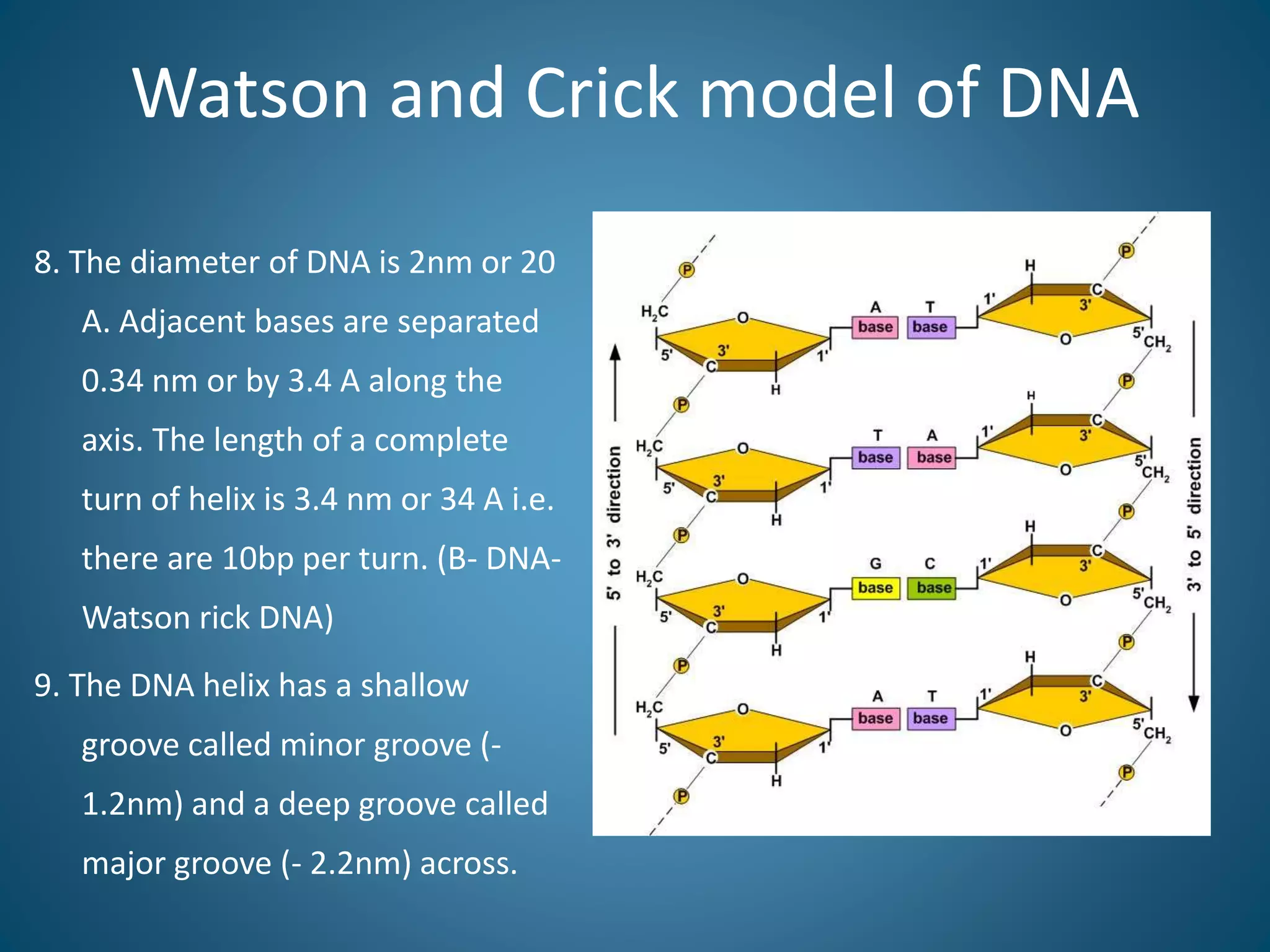 DNA and Forces stabilizes dna structure | PPTX