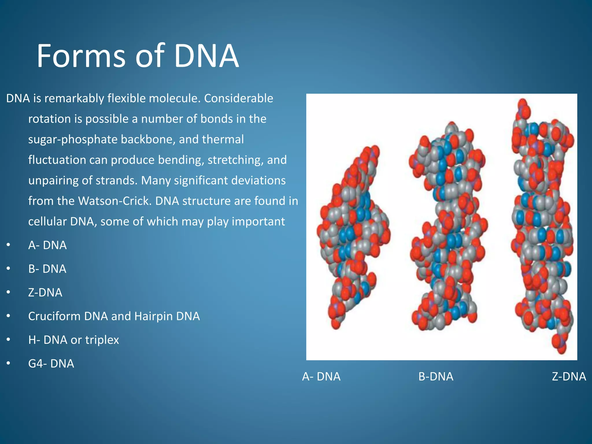 DNA and Forces stabilizes dna structure | PPTX