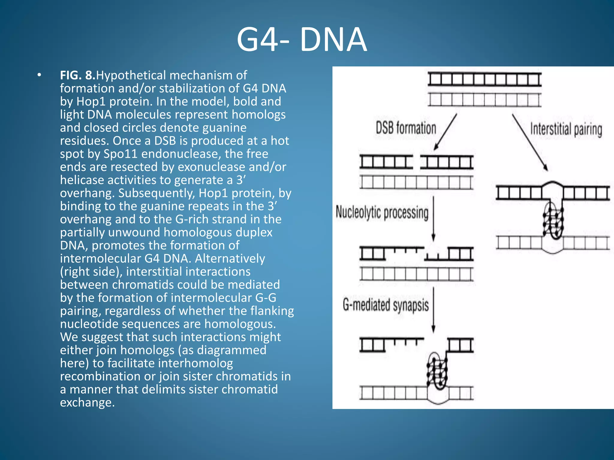 DNA and Forces stabilizes dna structure | PPTX