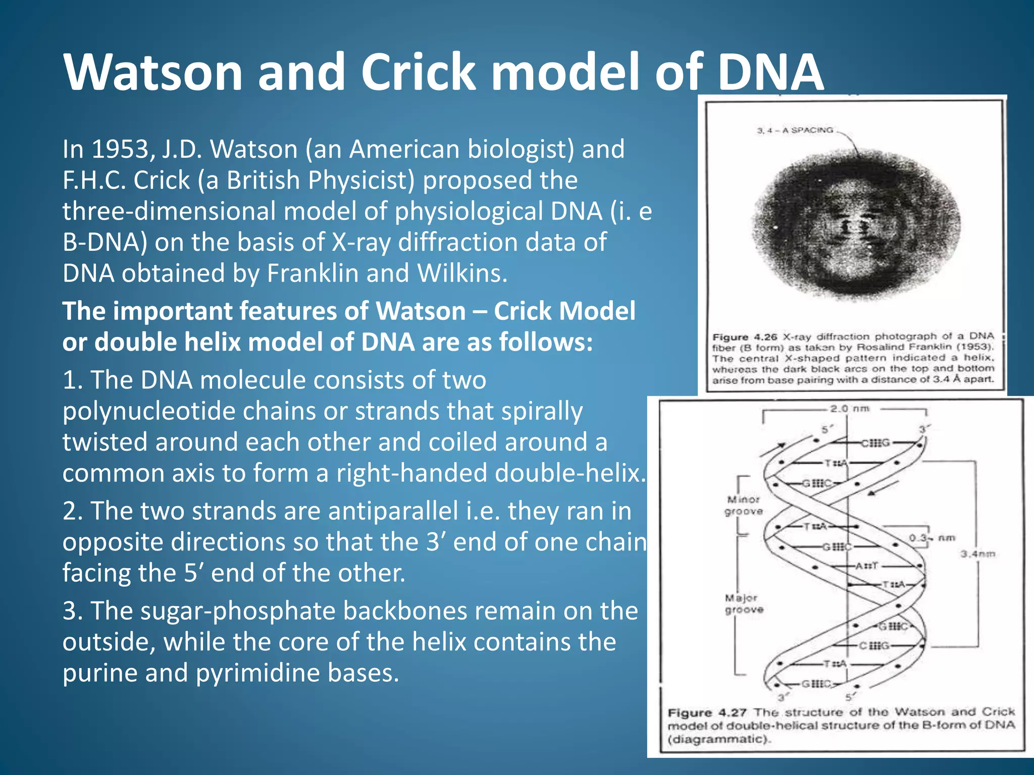 DNA and Forces stabilizes dna structure | PPTX