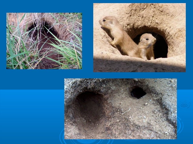 Forces that shape our earth | PPT | Geology | Science
