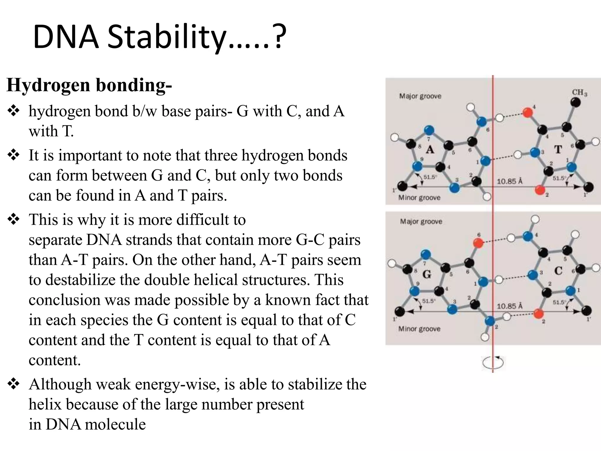 Forces That Stabilize the DNA structure.pptx