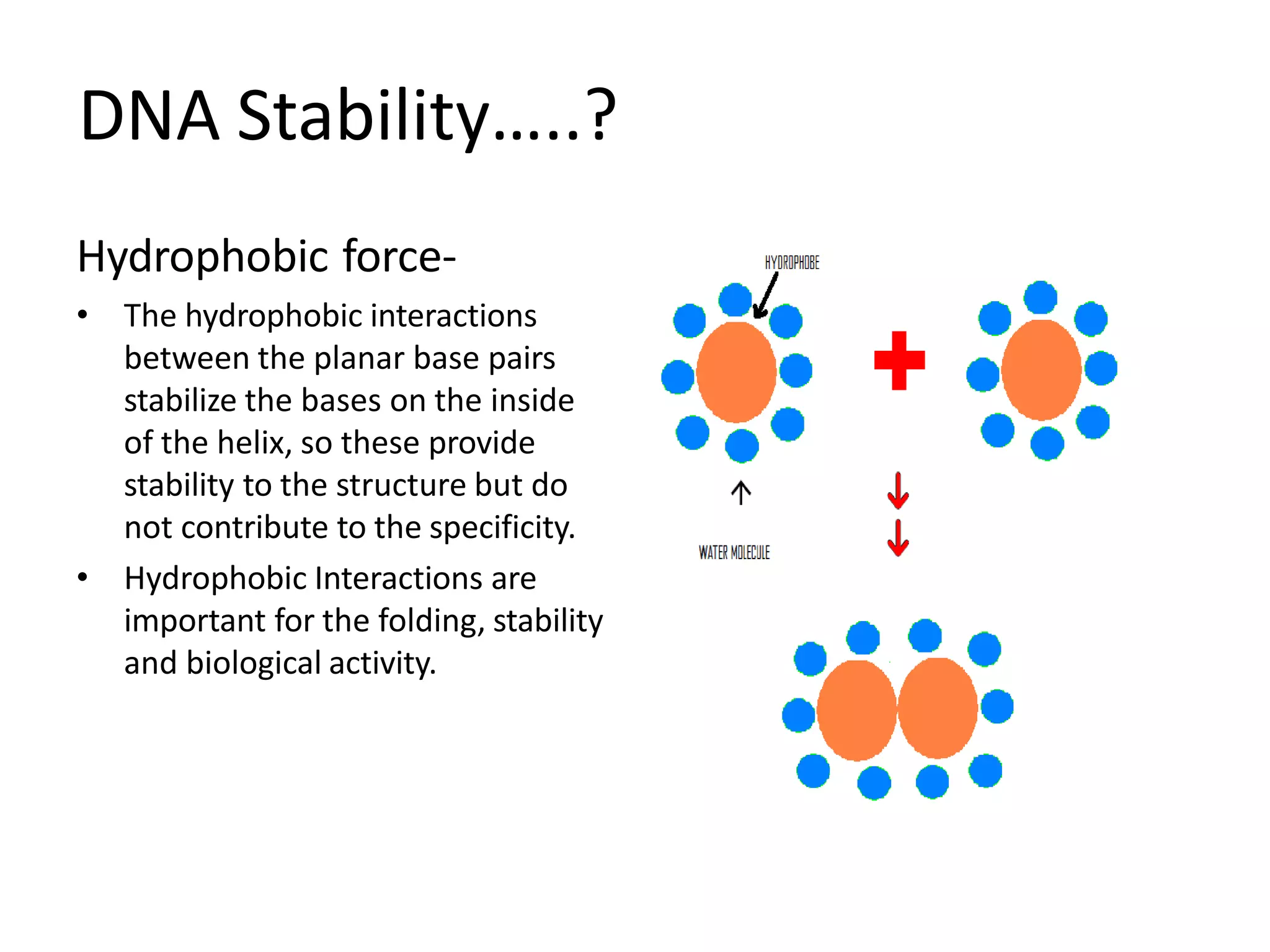 Forces That Stabilize the DNA structure.pptx