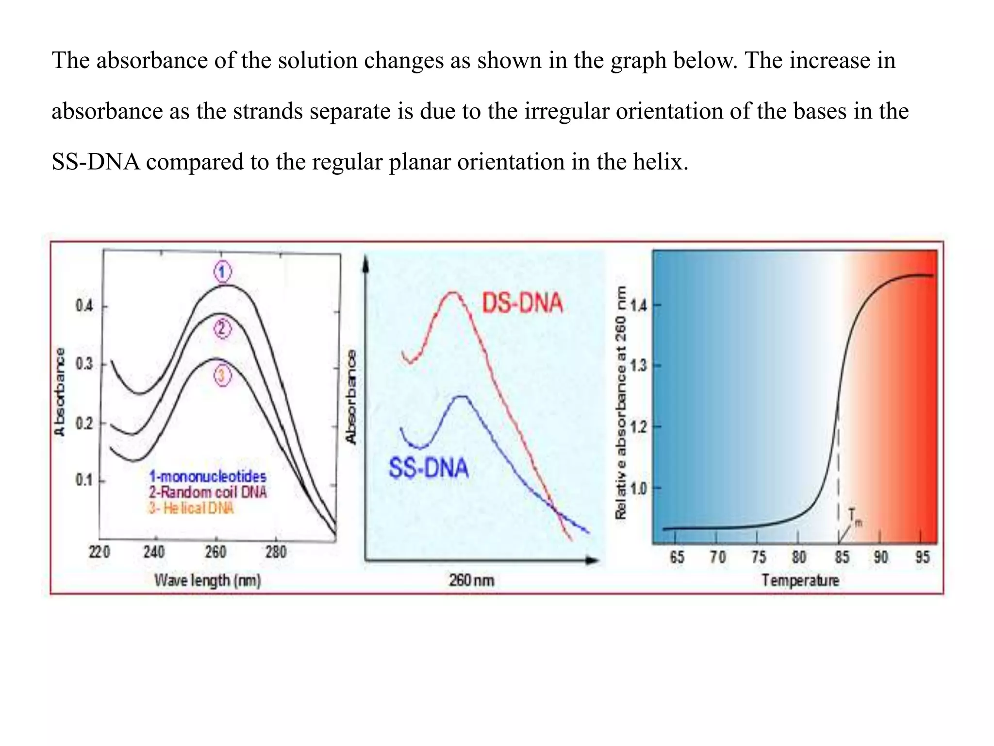Forces That Stabilize the DNA structure.pptx