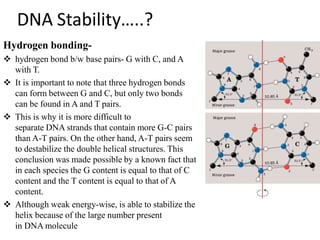 Forces That Stabilize the DNA structure.pptx