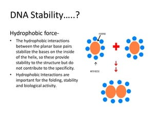 Forces That Stabilize the DNA structure.pptx