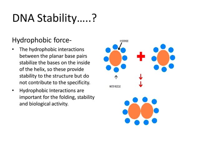 Forces That Stabilize the DNA structure.pptx
