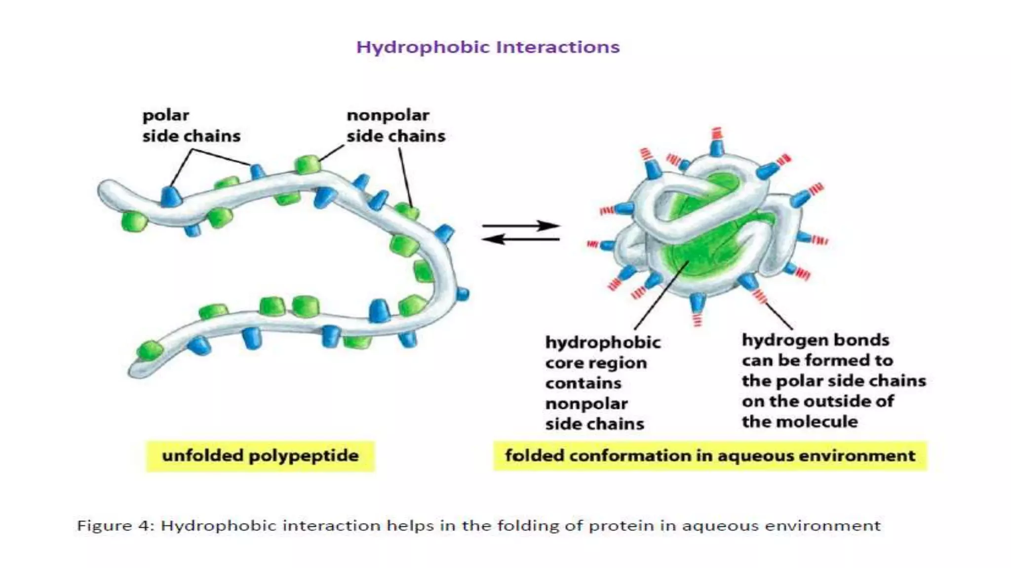 Forces that stablise protein structure | PPTX