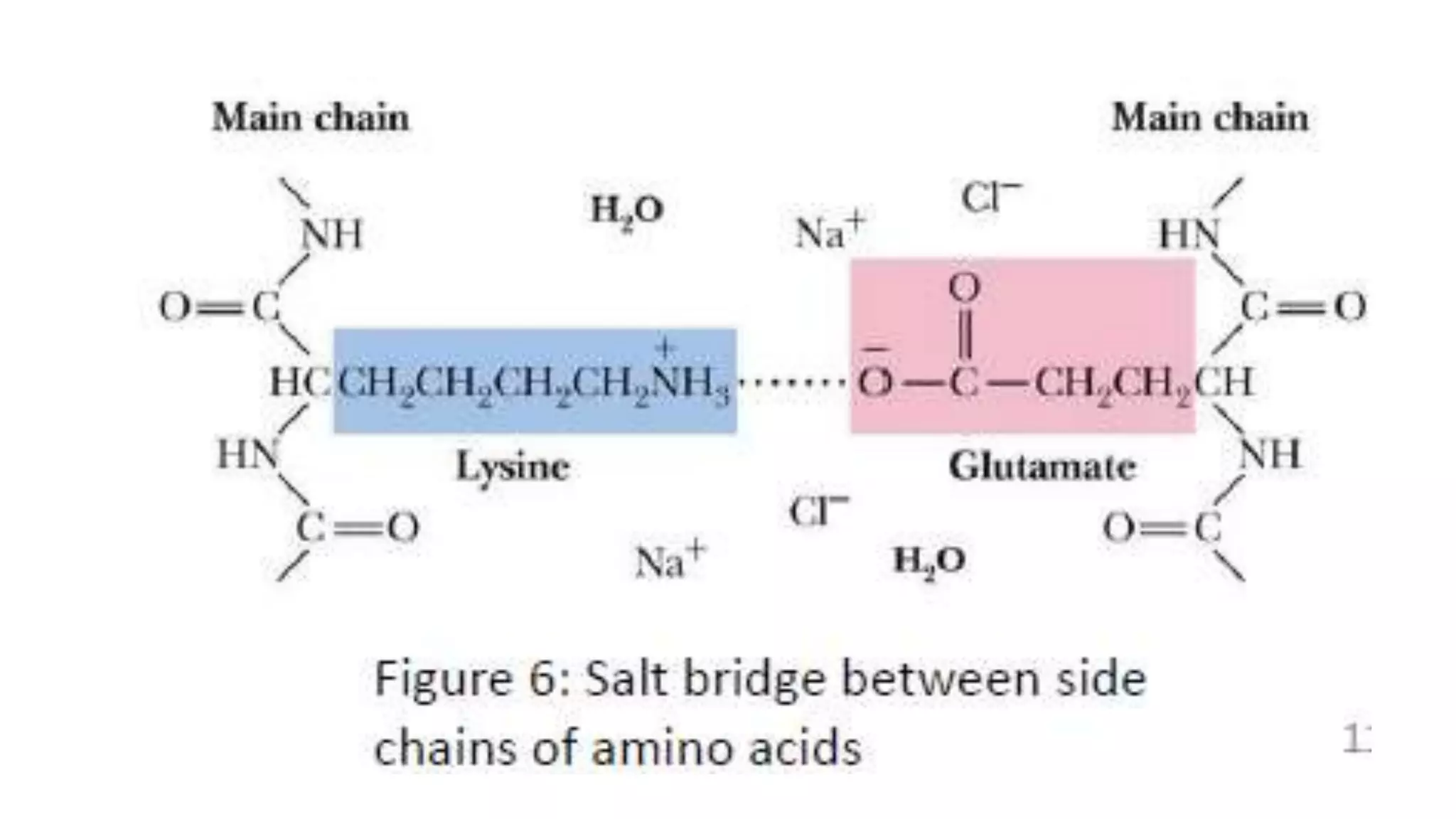 Forces that stablise protein structure | PPTX